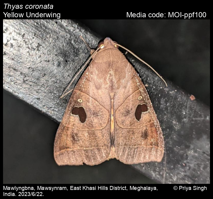 Thyas coronata | Moths